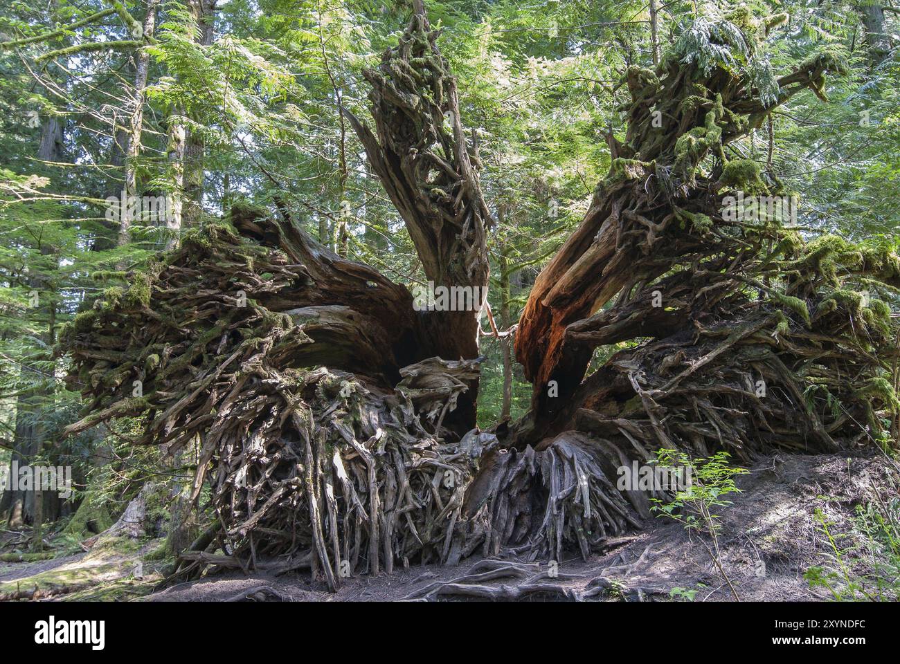 Roots of a fallen tree in MacMillan Provincial Park on Vancouver Island ...