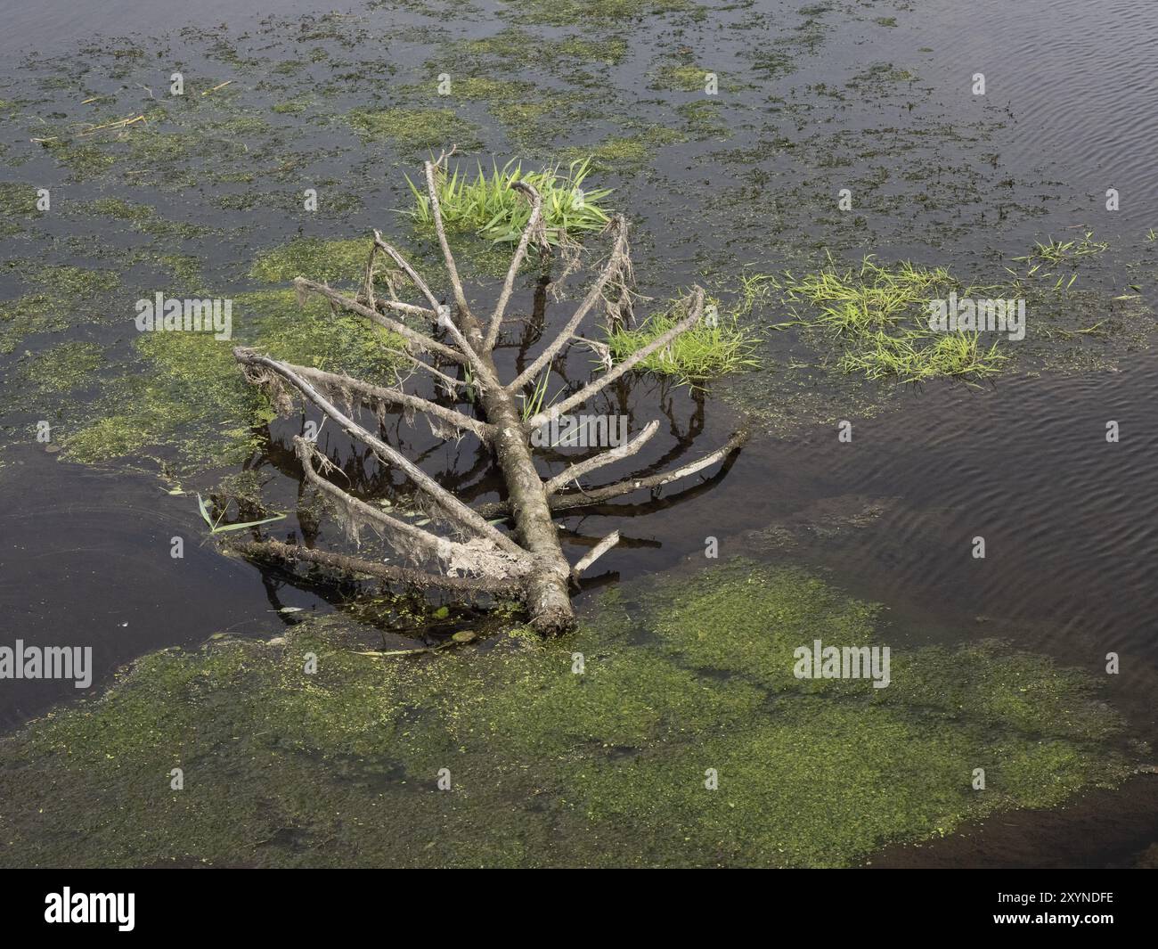 Saxon crowns hi-res stock photography and images - Alamy