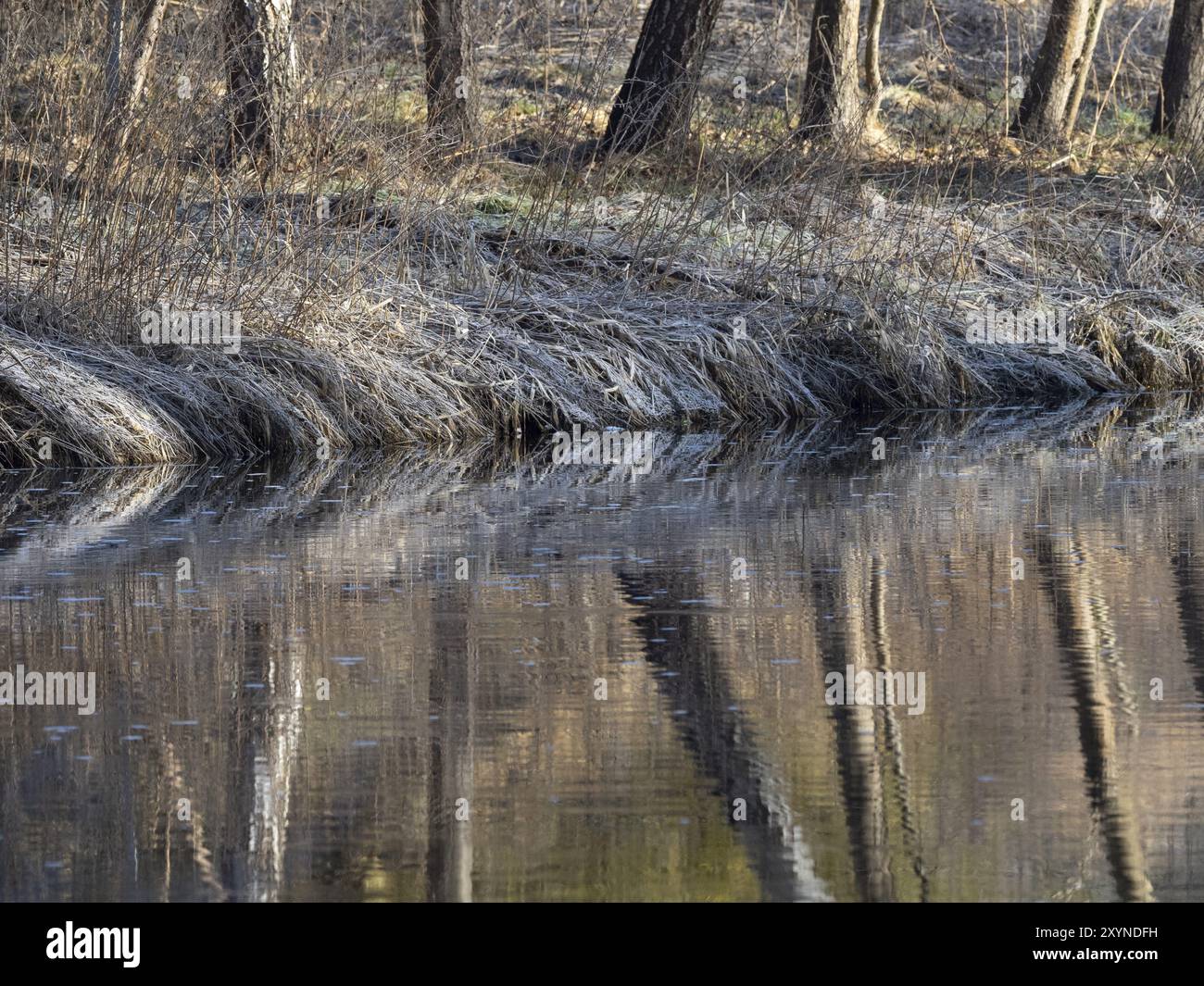Reflective trees and rivers hi-res stock photography and images - Alamy