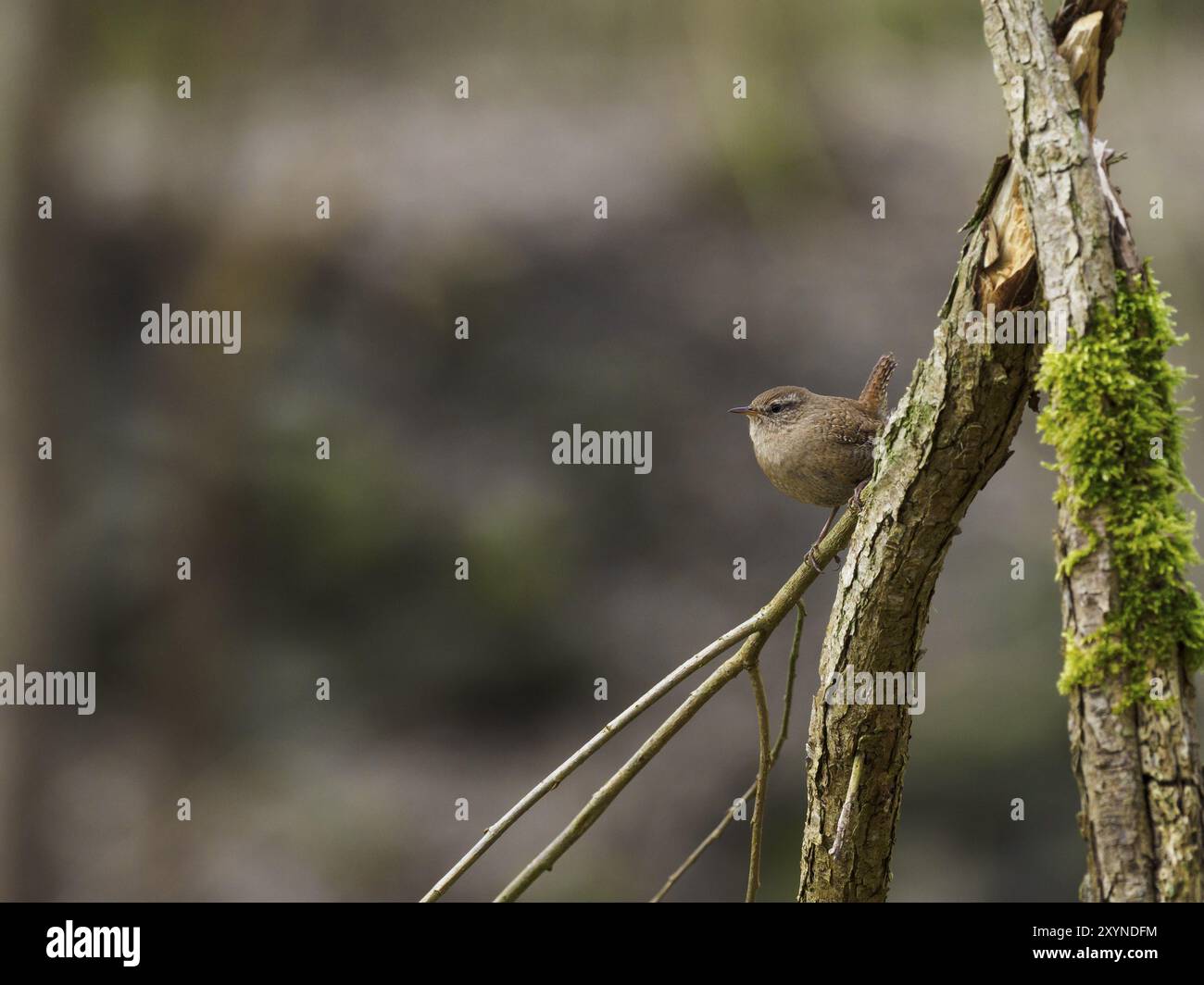 Rotten branch hi-res stock photography and images - Alamy