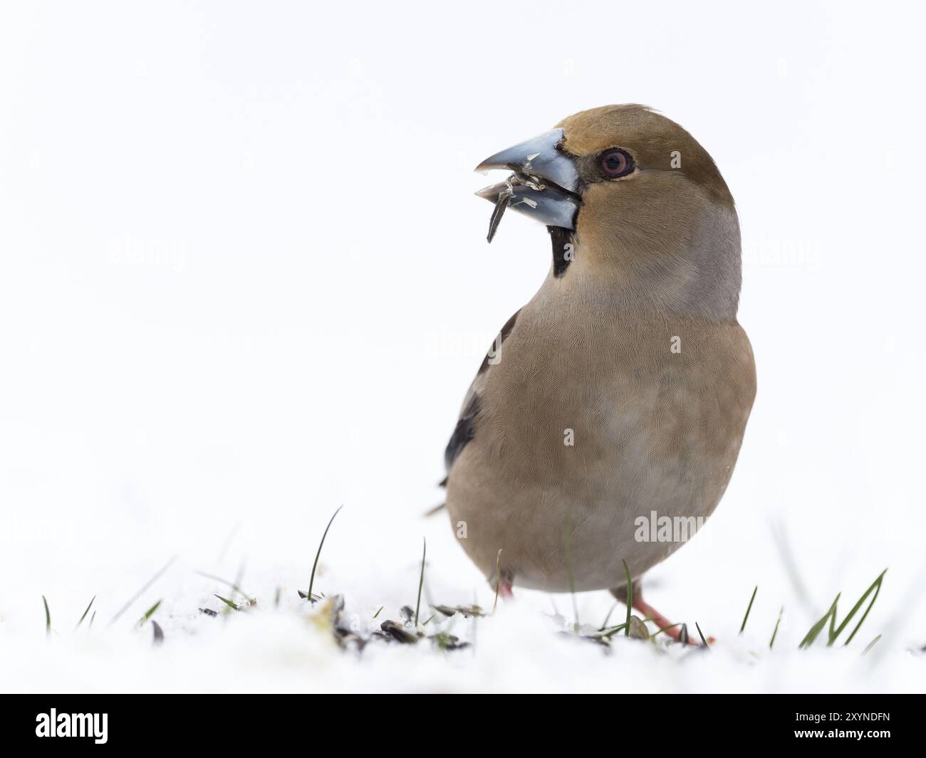 A hawfinch sits in the snow and eats sunflower seeds Stock Photo - Alamy