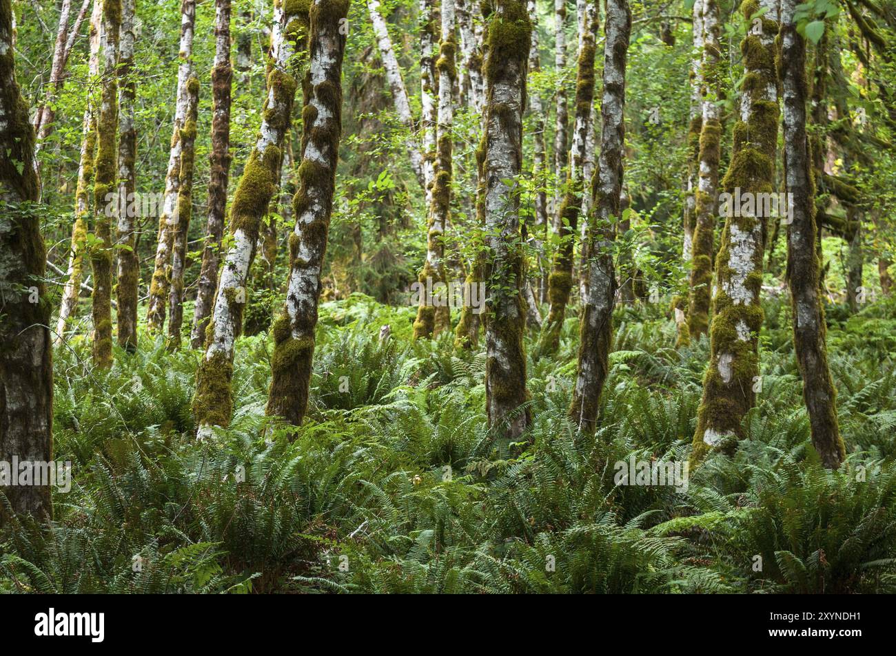 Birch trees full of moss among ferns in the Hoh Rainforest, part of the ...