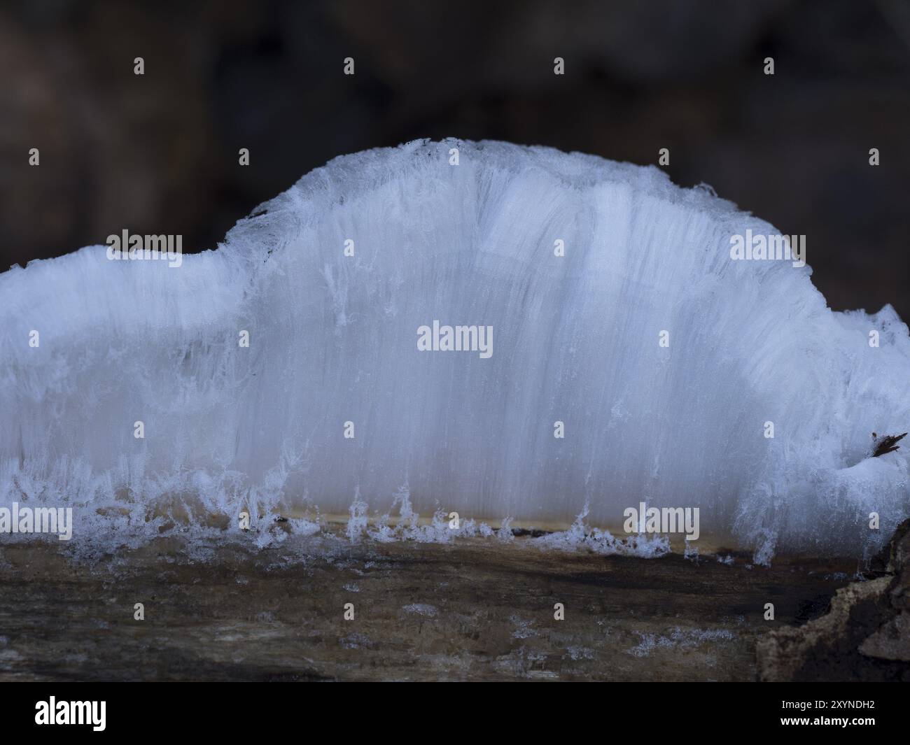 The rare natural phenomenon of hair ice forms on rotten wood when a ...