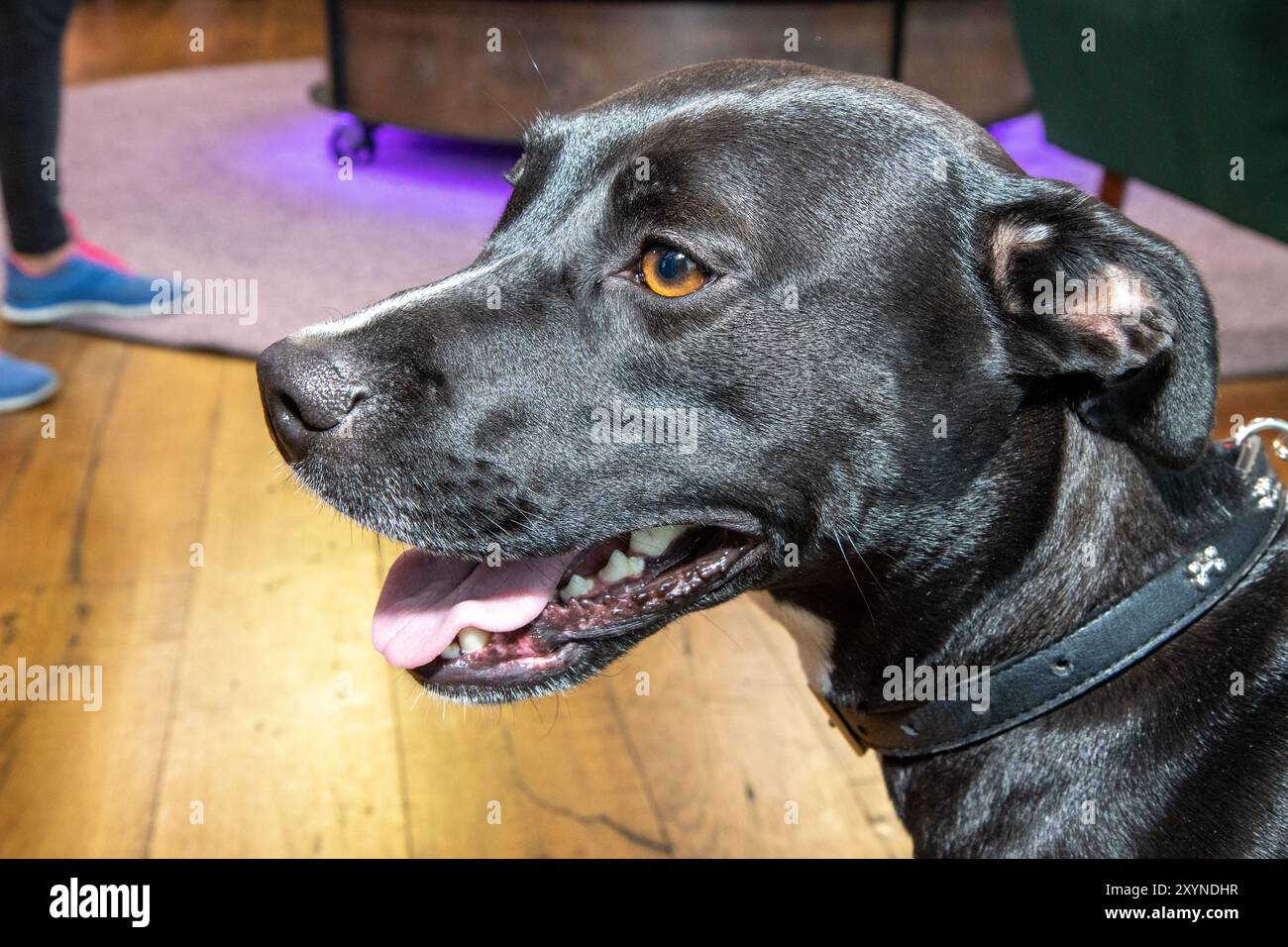 An adorable young black Staffy Cross puppy dog Stock Photo - Alamy