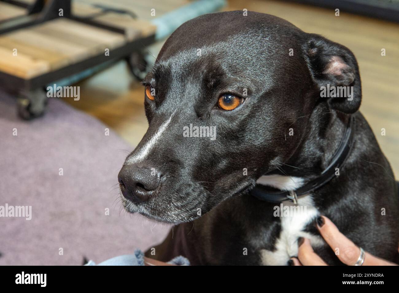 Staffy cross hi-res stock photography and images - Alamy