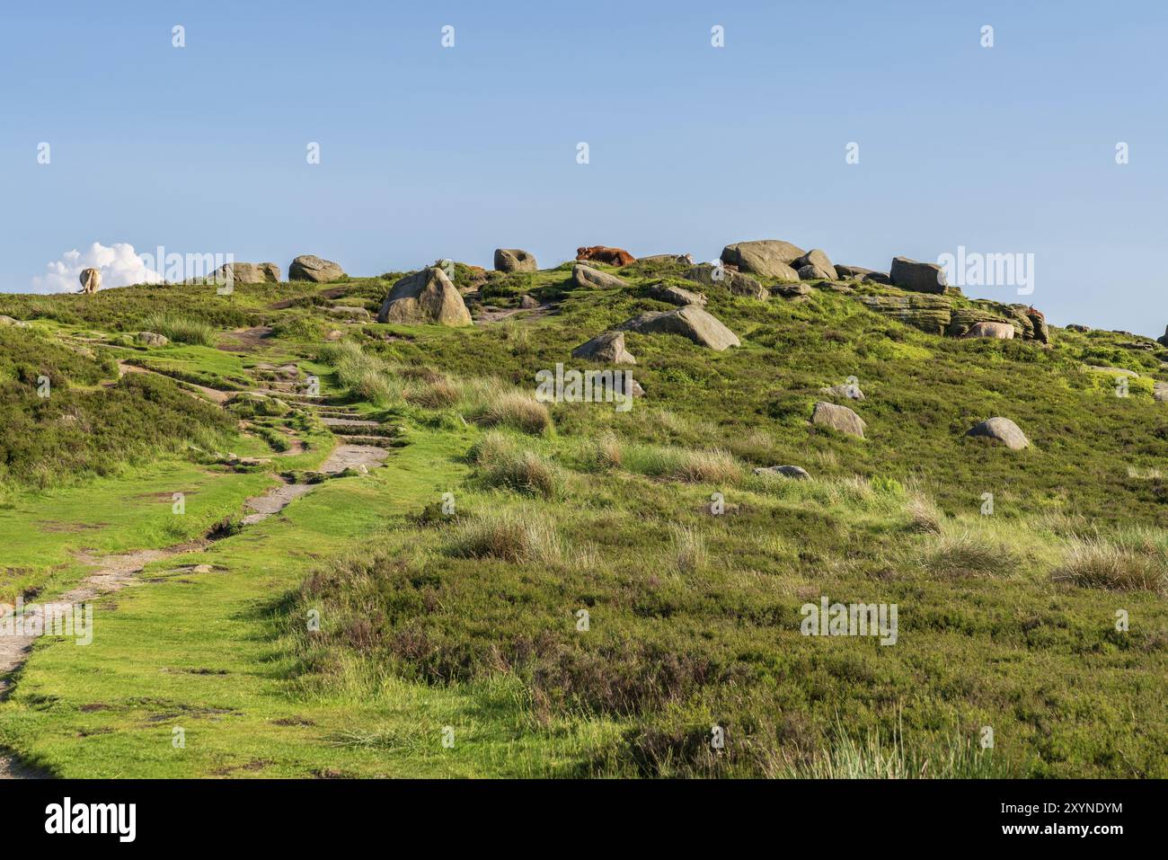 Cows on top of Higger Tor in the Peak District, South Yorkshire ...