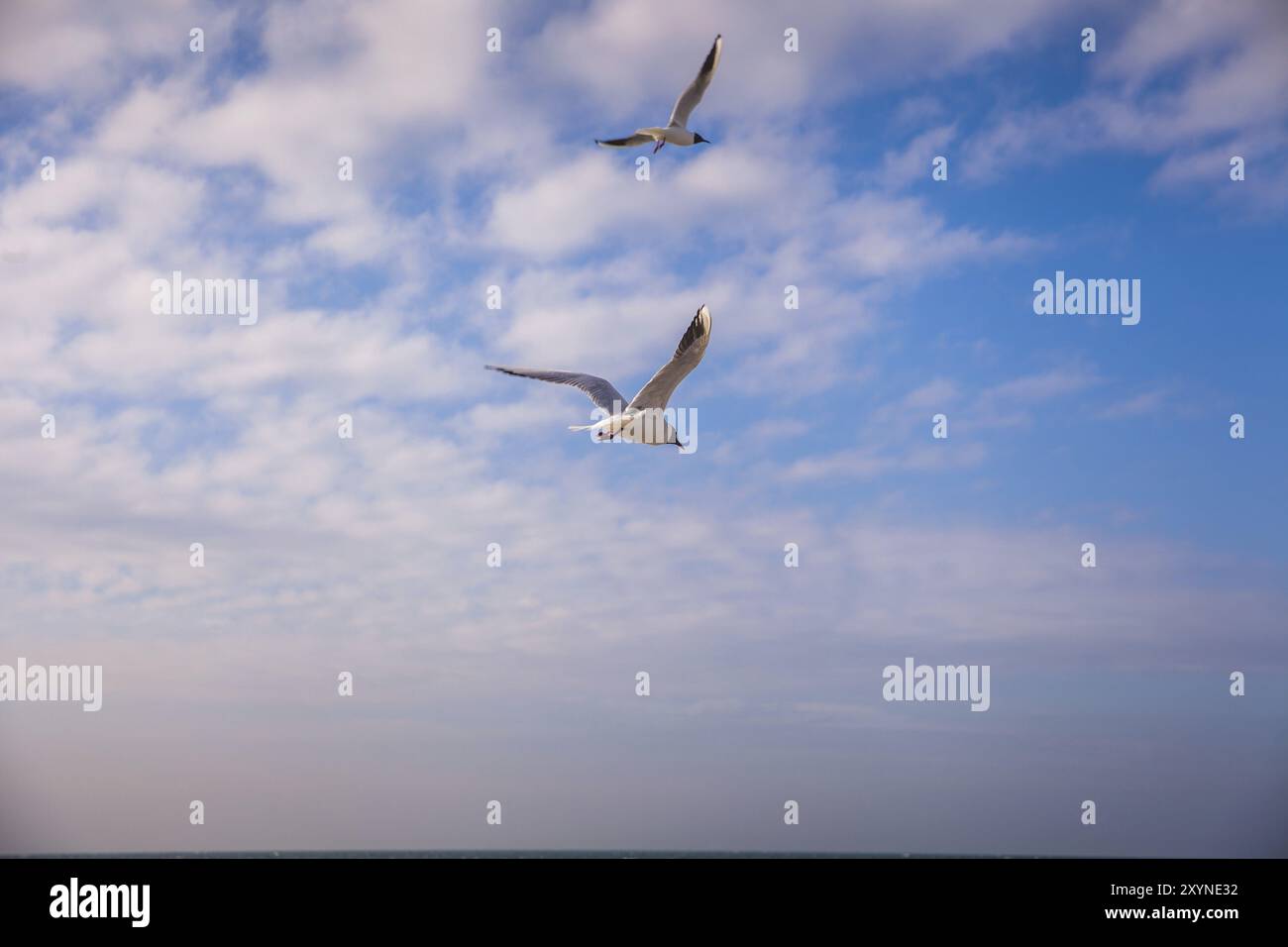 Two seagulls soar through the sky Stock Photo - Alamy