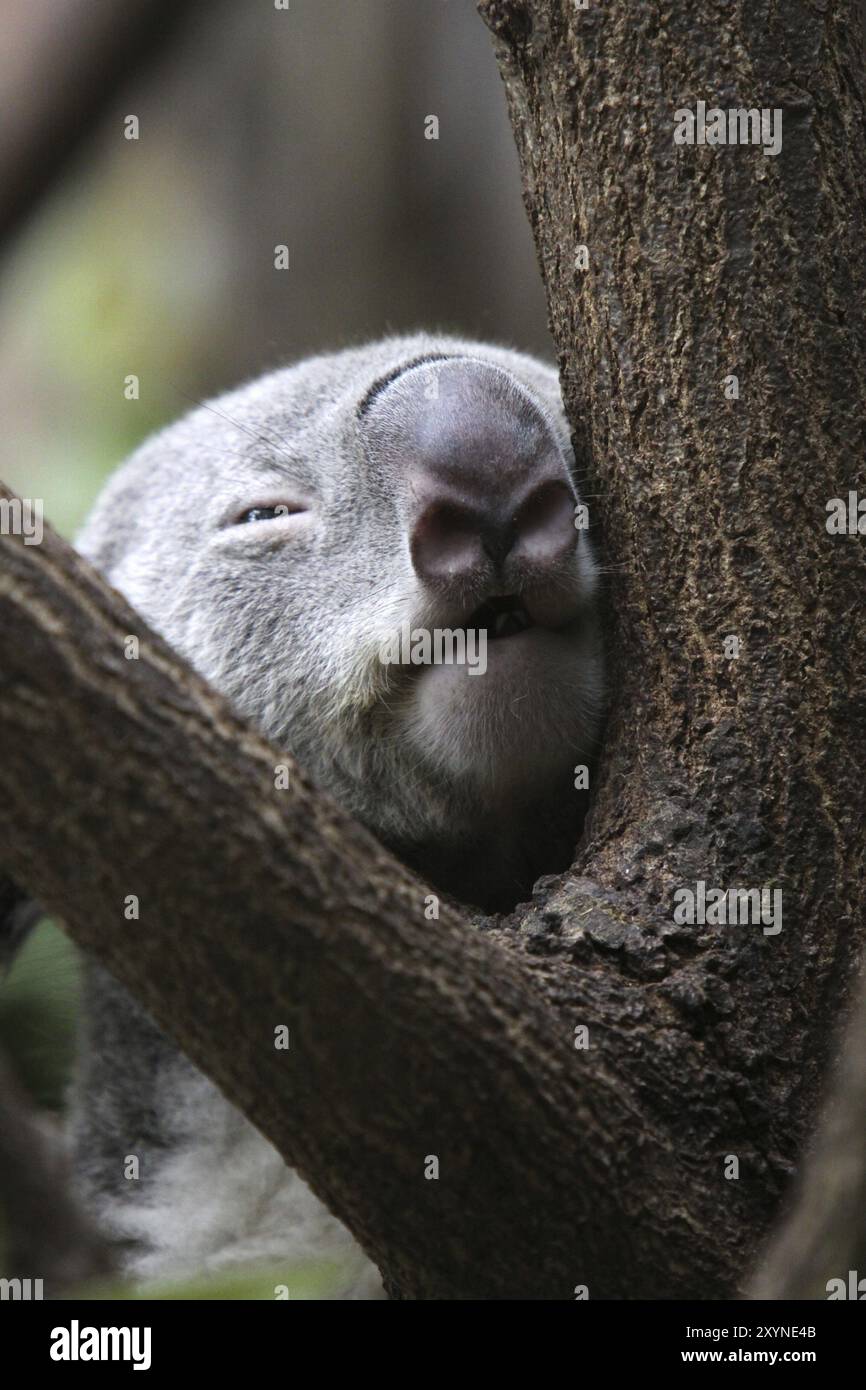 Mammalian mammals mammal marsupial mammals marsupial mammal metatheria ...