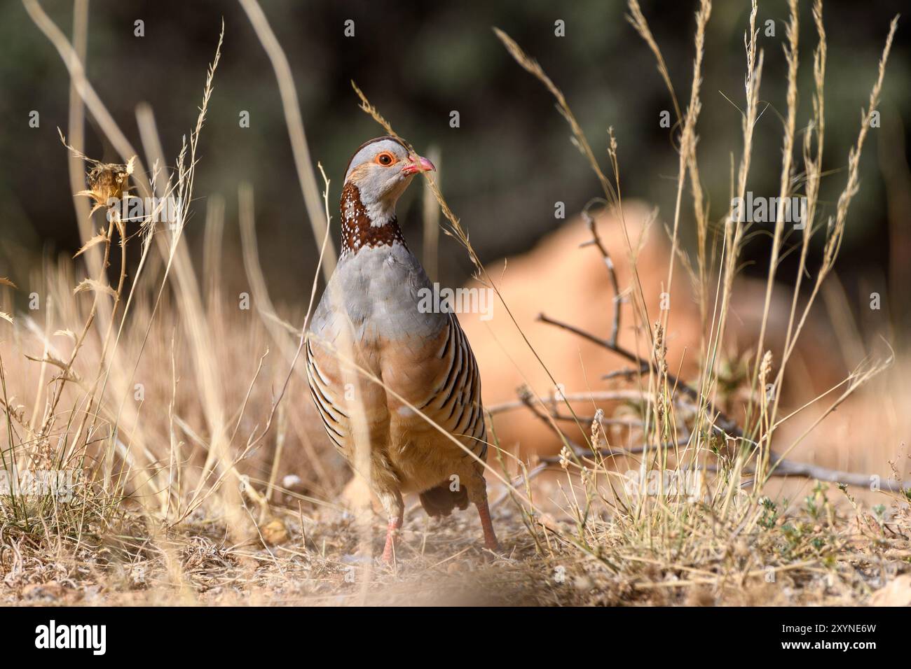 Barbary Partridge (Alectoris Barbara) in the wild Stock Photo - Alamy