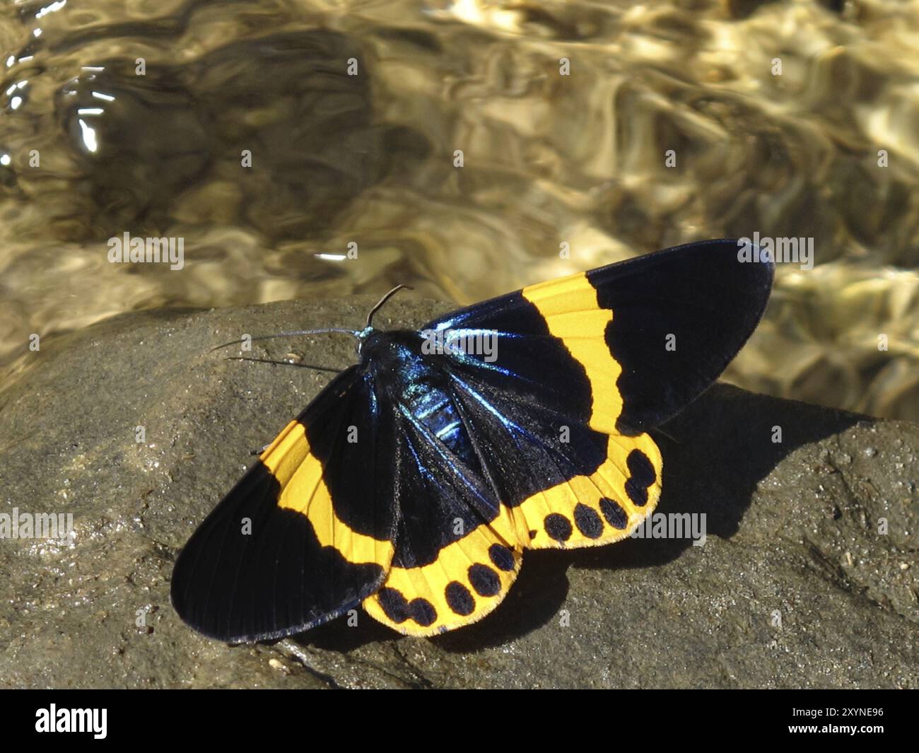 Himalayan butterfly hi-res stock photography and images - Alamy