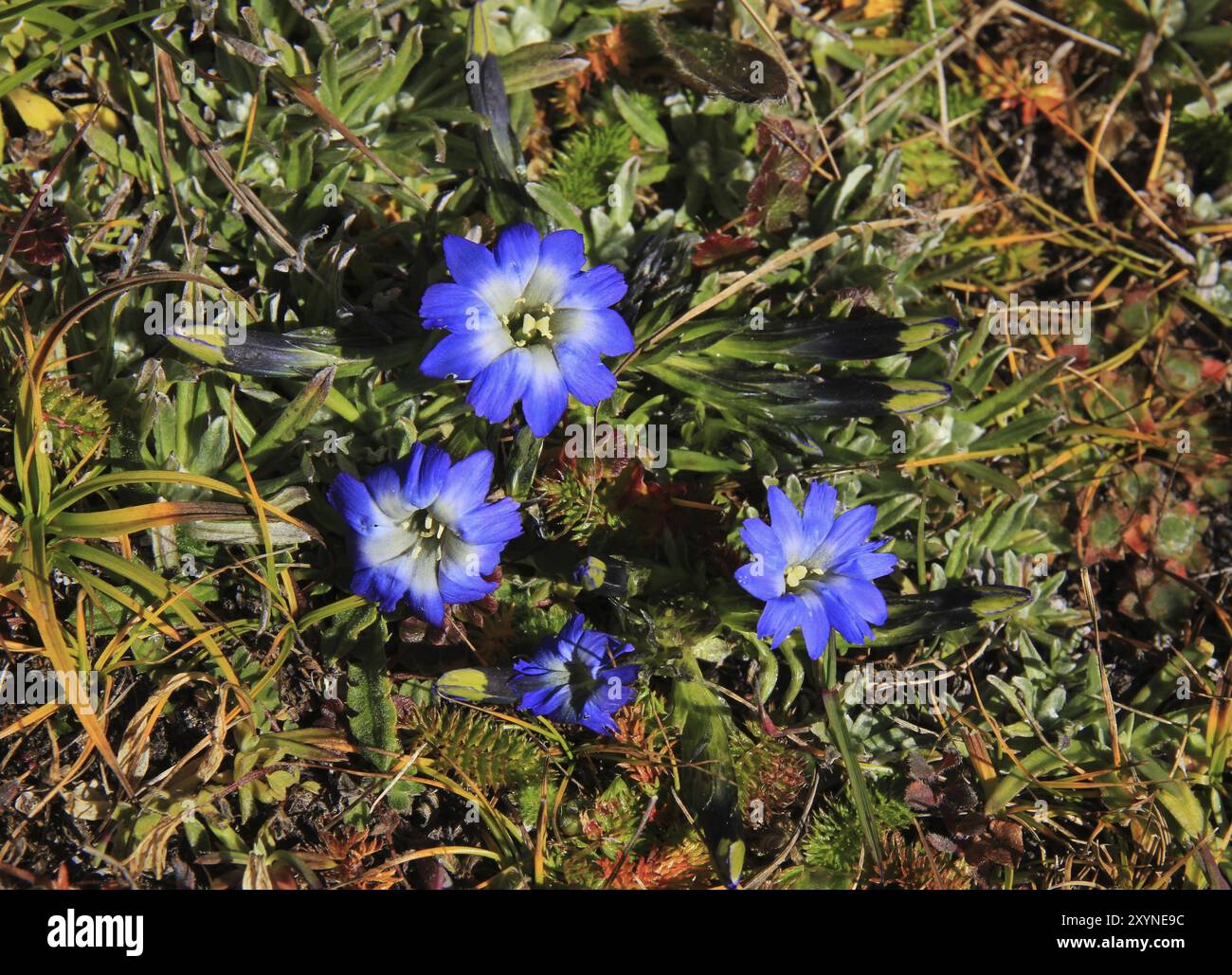 Bright blue flowers photograped in the Everest National Park, Nepal ...