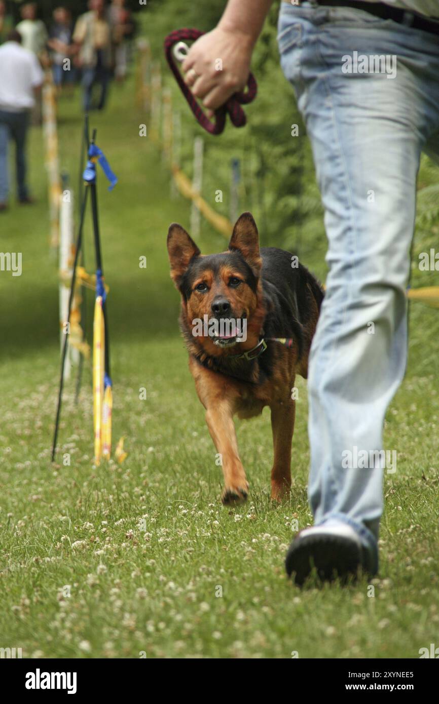 Shepherd dog at a dog race Stock Photo - Alamy