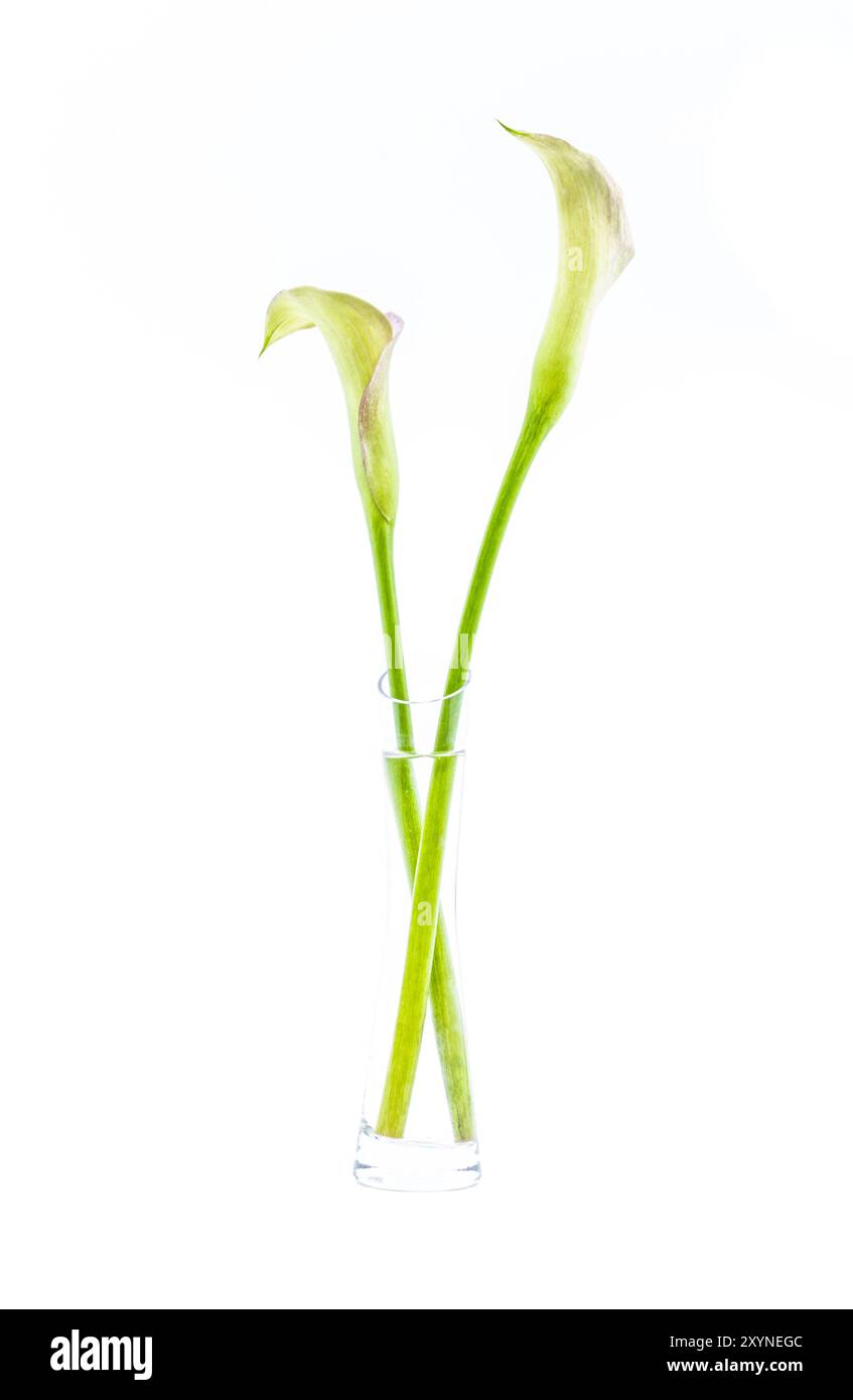 Two stems of calla lily (Zantedeschia aethiopica) flowers in vase ...