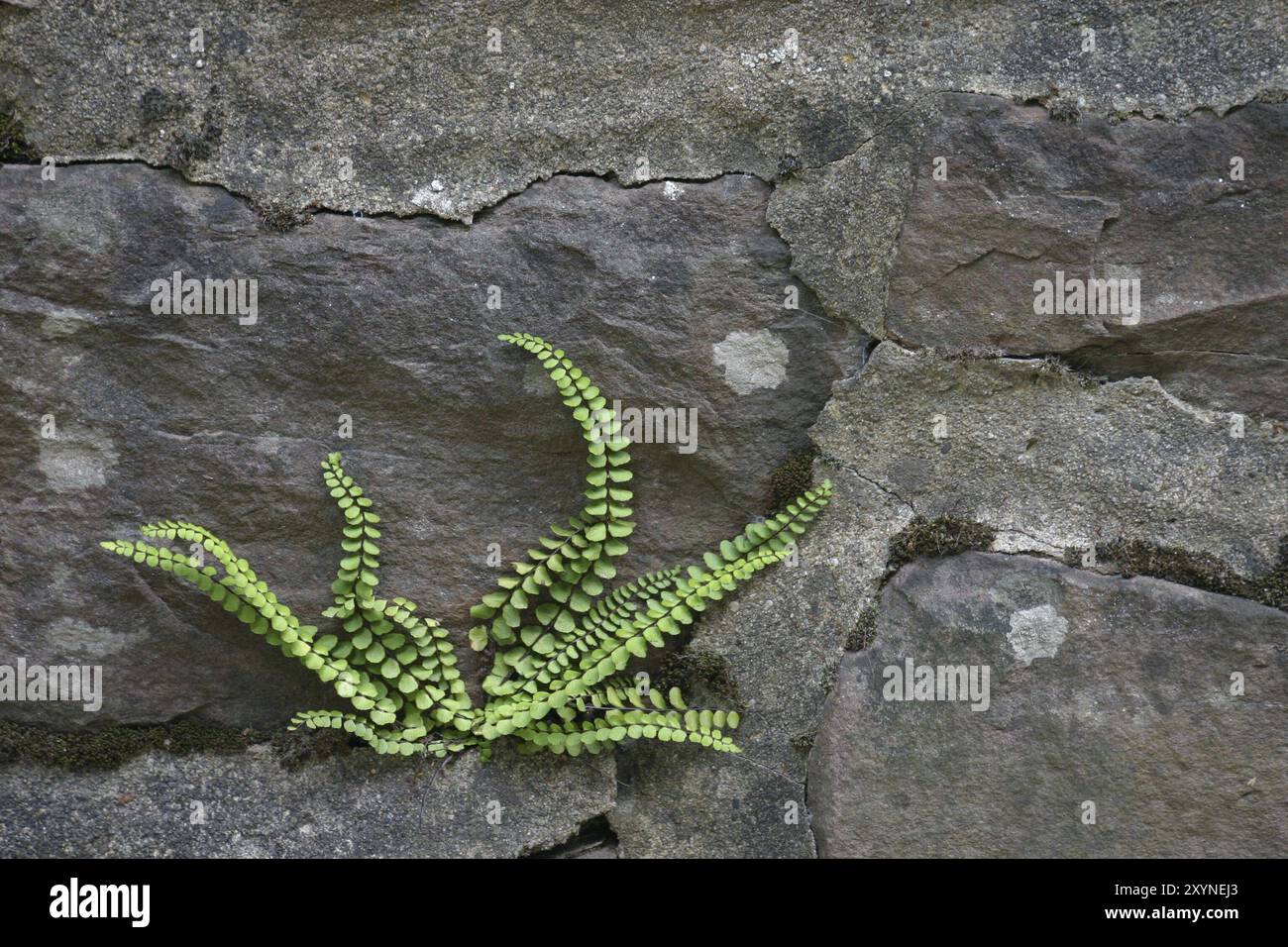 Fern covered walls hi-res stock photography and images - Alamy