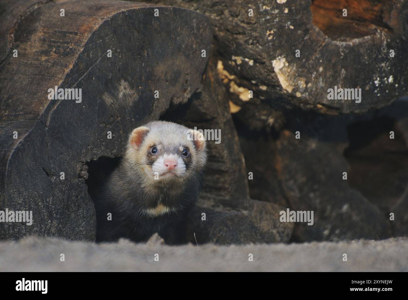 Polecats in wild animal hi-res stock photography and images - Alamy