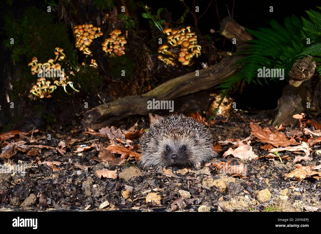 Adult hedgehog foraging at night in autumn Stock Photo - Alamy