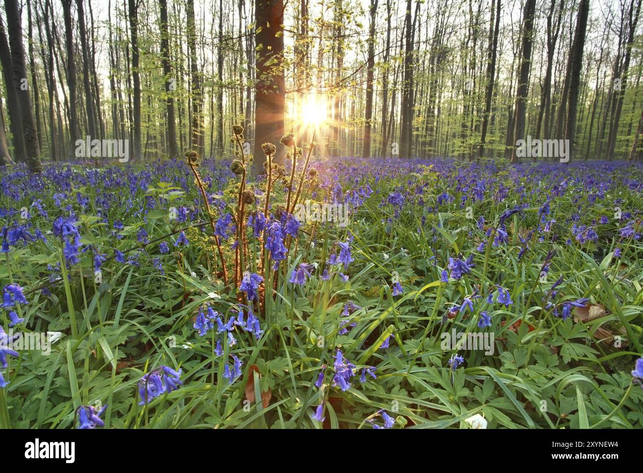 Morning in halle hi-res stock photography and images - Alamy