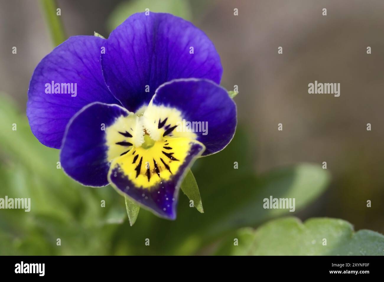 Horned violet (Viola cornuta, pansy Stock Photo - Alamy