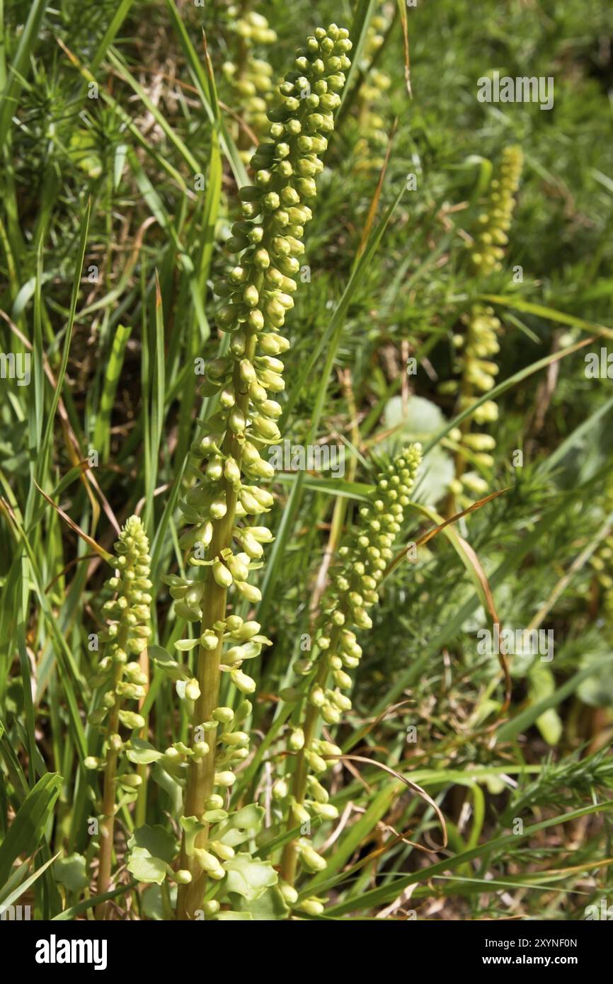 Umbilicus rupestris (Umbilicus rupestris Stock Photo - Alamy