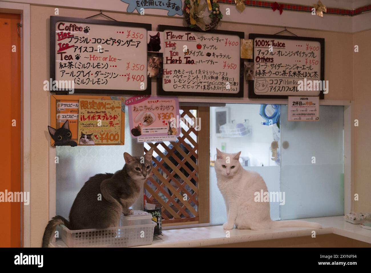 Tokyo, Japan, December 19, 2014: Cats sitting at a counter in a ...