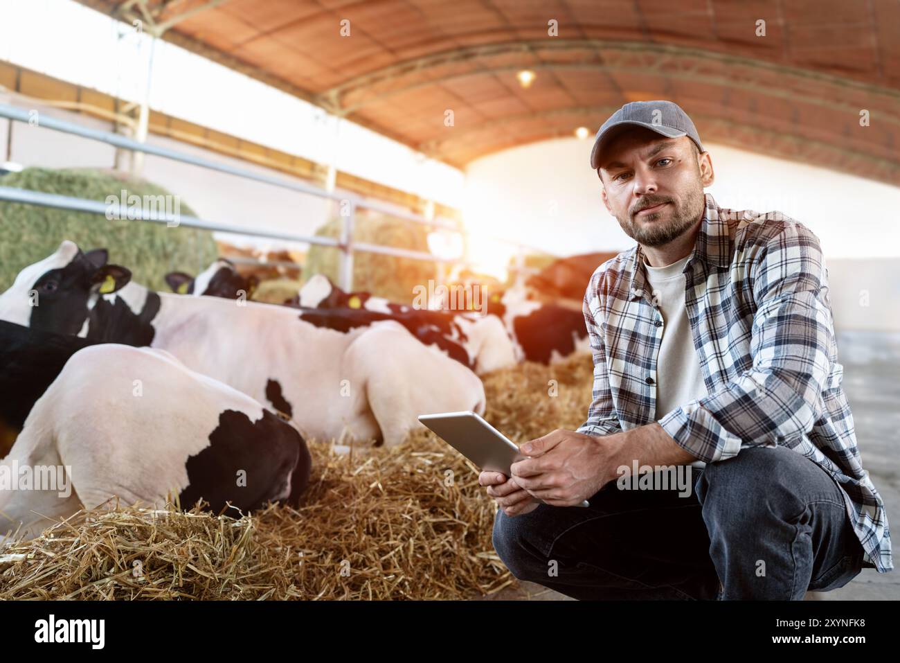 Livestock inspector using a digital tablet to check cows on the farm ...