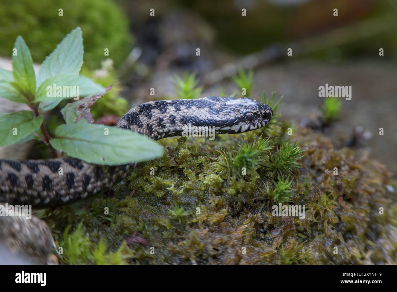 Adder, Vipera berus, common European adder Stock Photo - Alamy