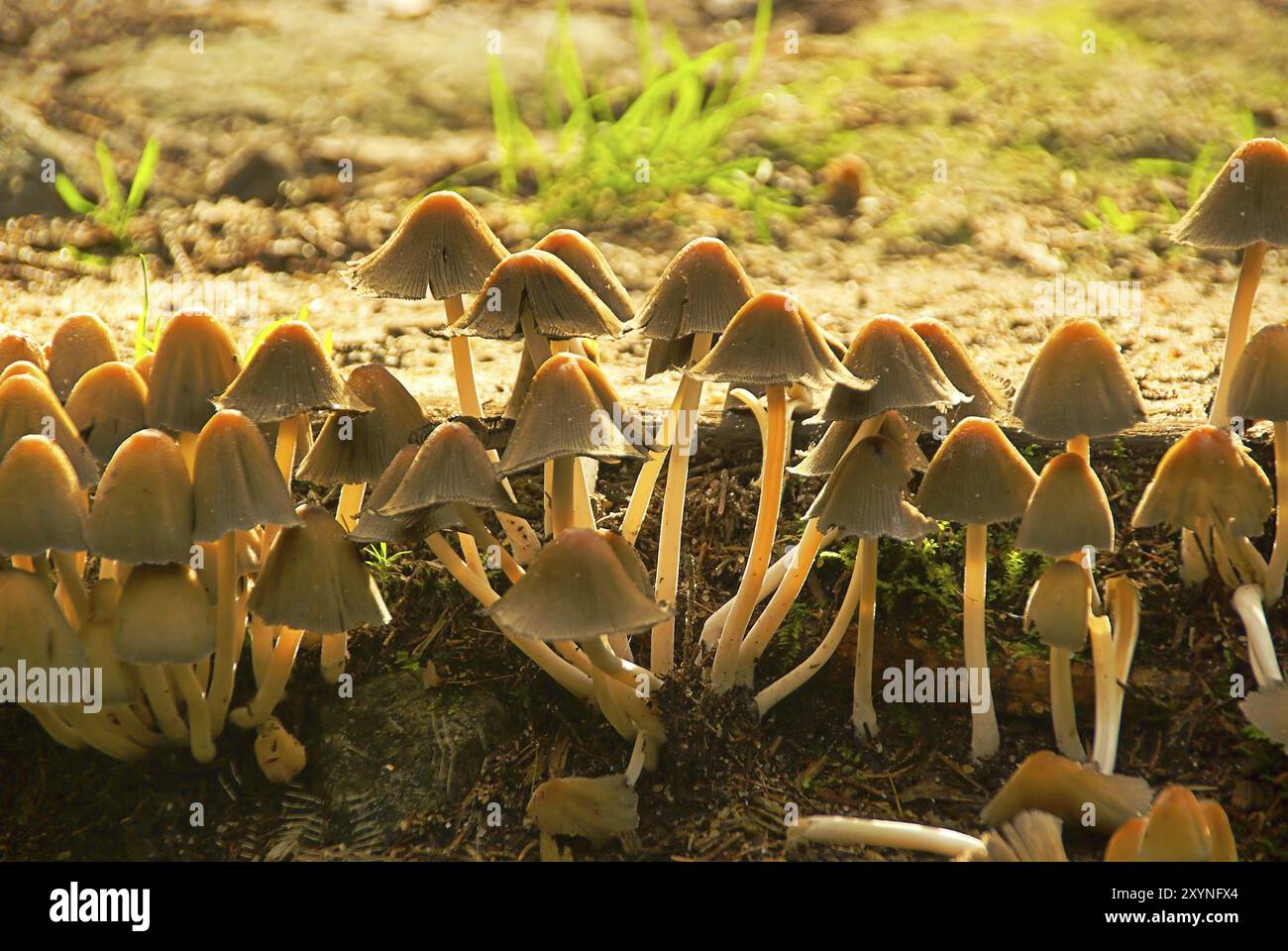 Common mutabilis hi-res stock photography and images - Alamy