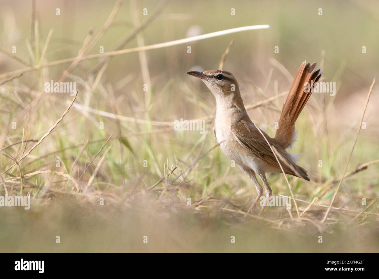 Close-up shot of Rufous-tailed Scrub Robin (Cercotrichas galactotes ...