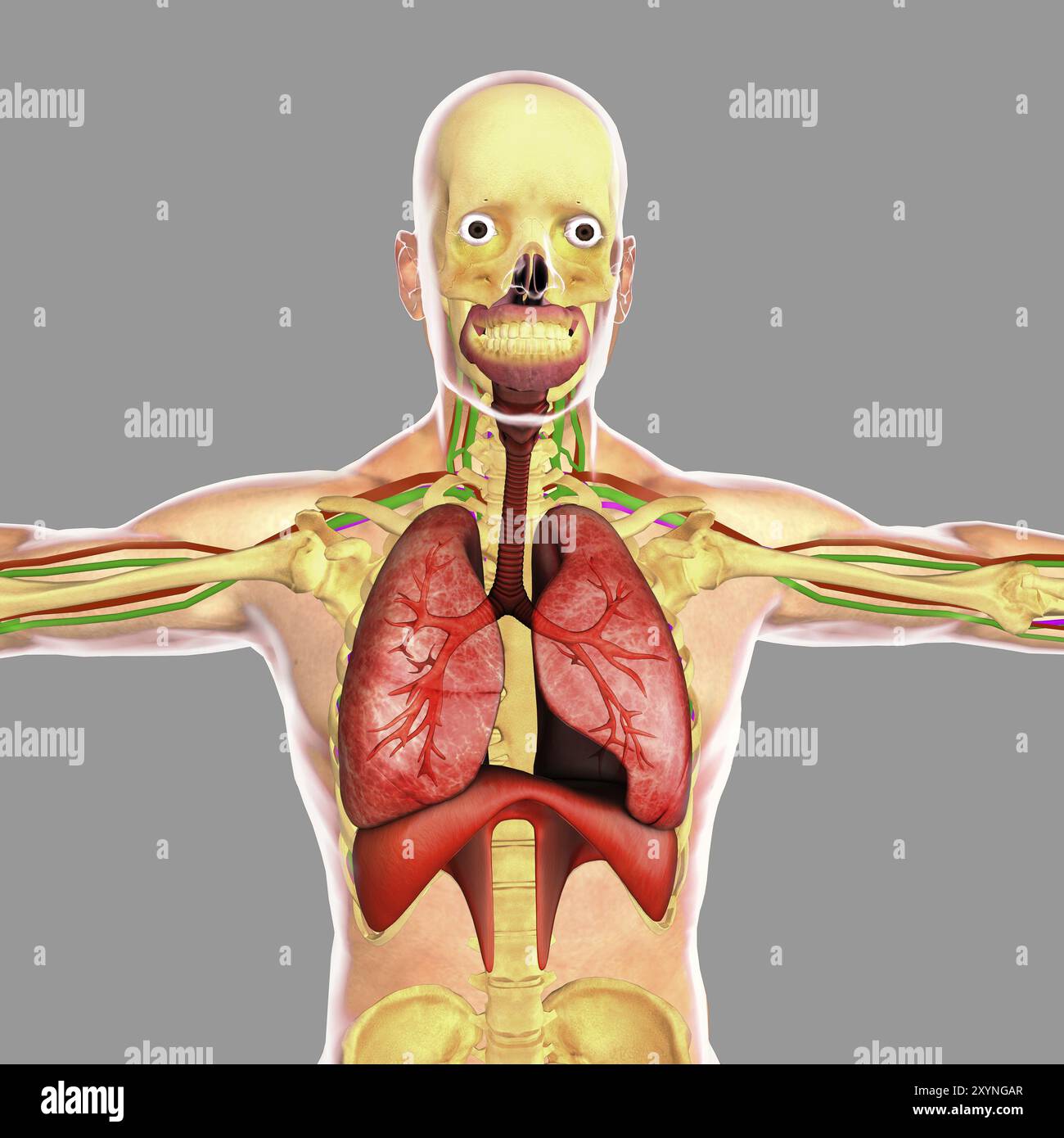 Human respiratory system hi-res stock photography and images - Alamy