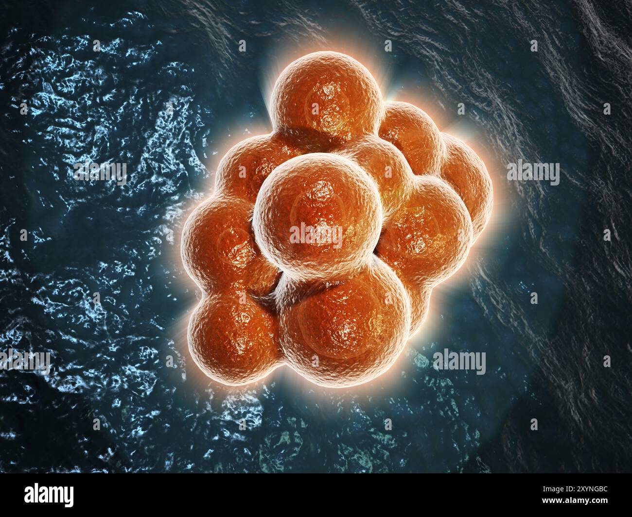 Mitosis overview hi-res stock photography and images - Alamy