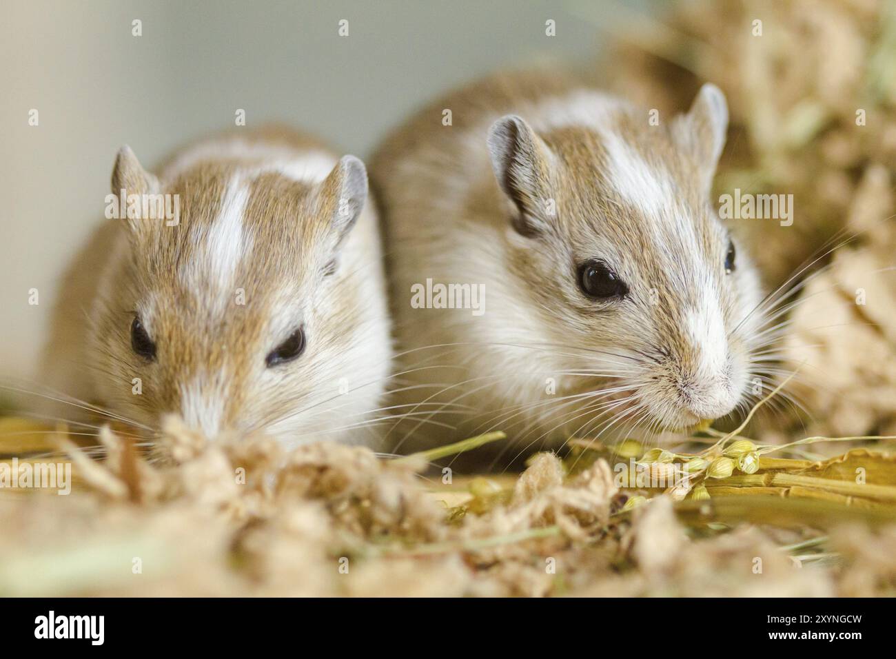Mongolian gerbil (Meriones) in the terrarium Stock Photo - Alamy