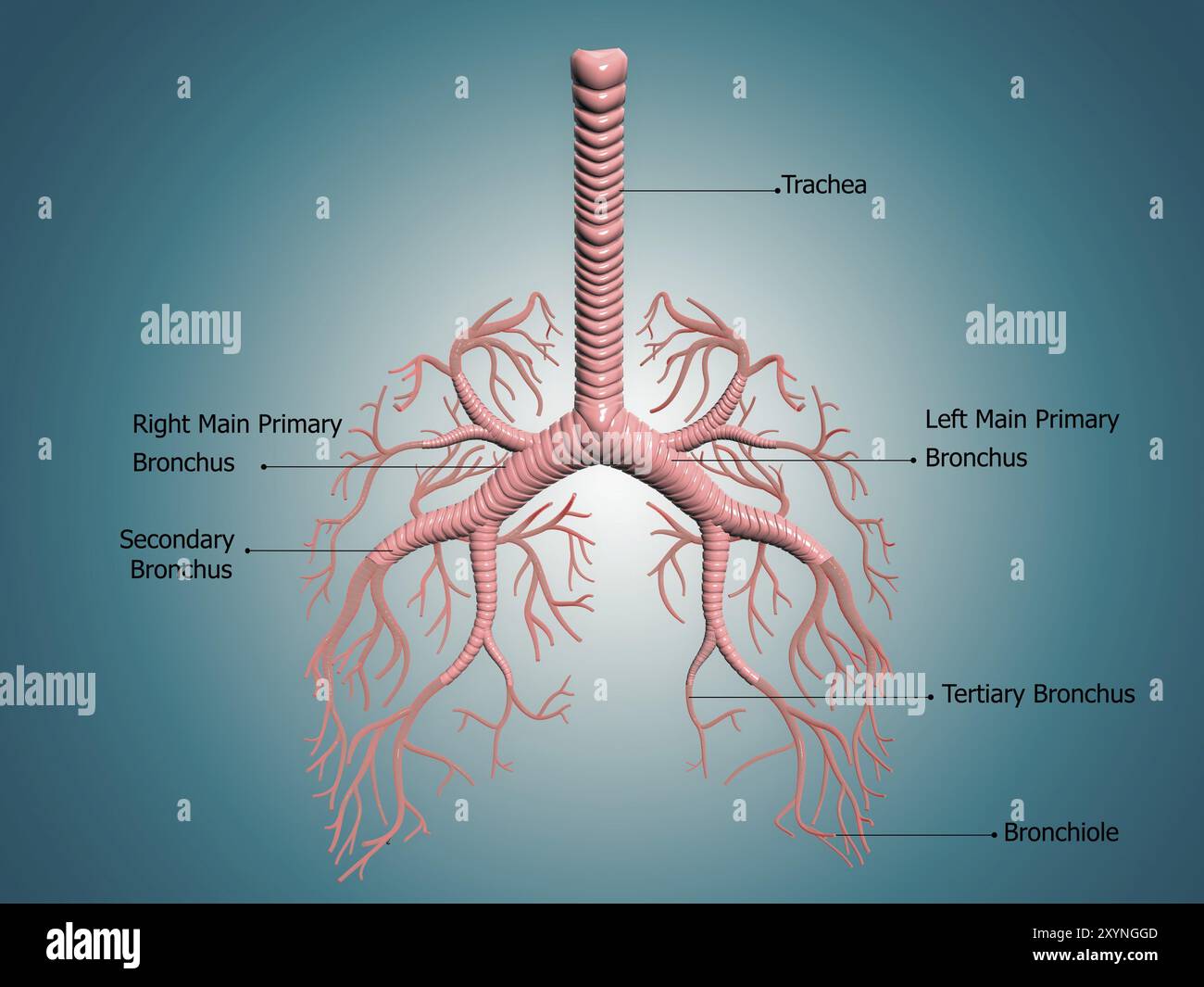 Indicating anatomical details hi-res stock photography and images - Alamy
