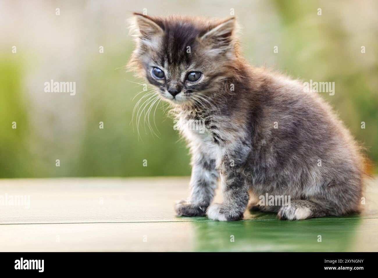 Feline animal pet little british domestic cat curious face looking eyes ...