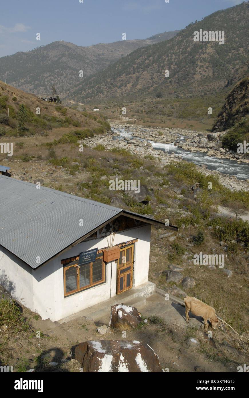 Cow in front of a house, Druksum village, East Bhutan Stock Photo - Alamy