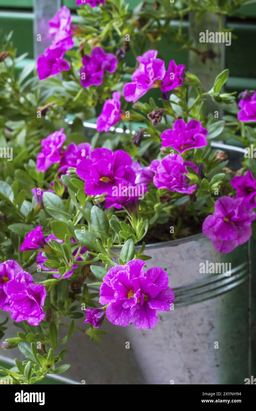 Magic bell (Calibrachoa Stock Photo - Alamy