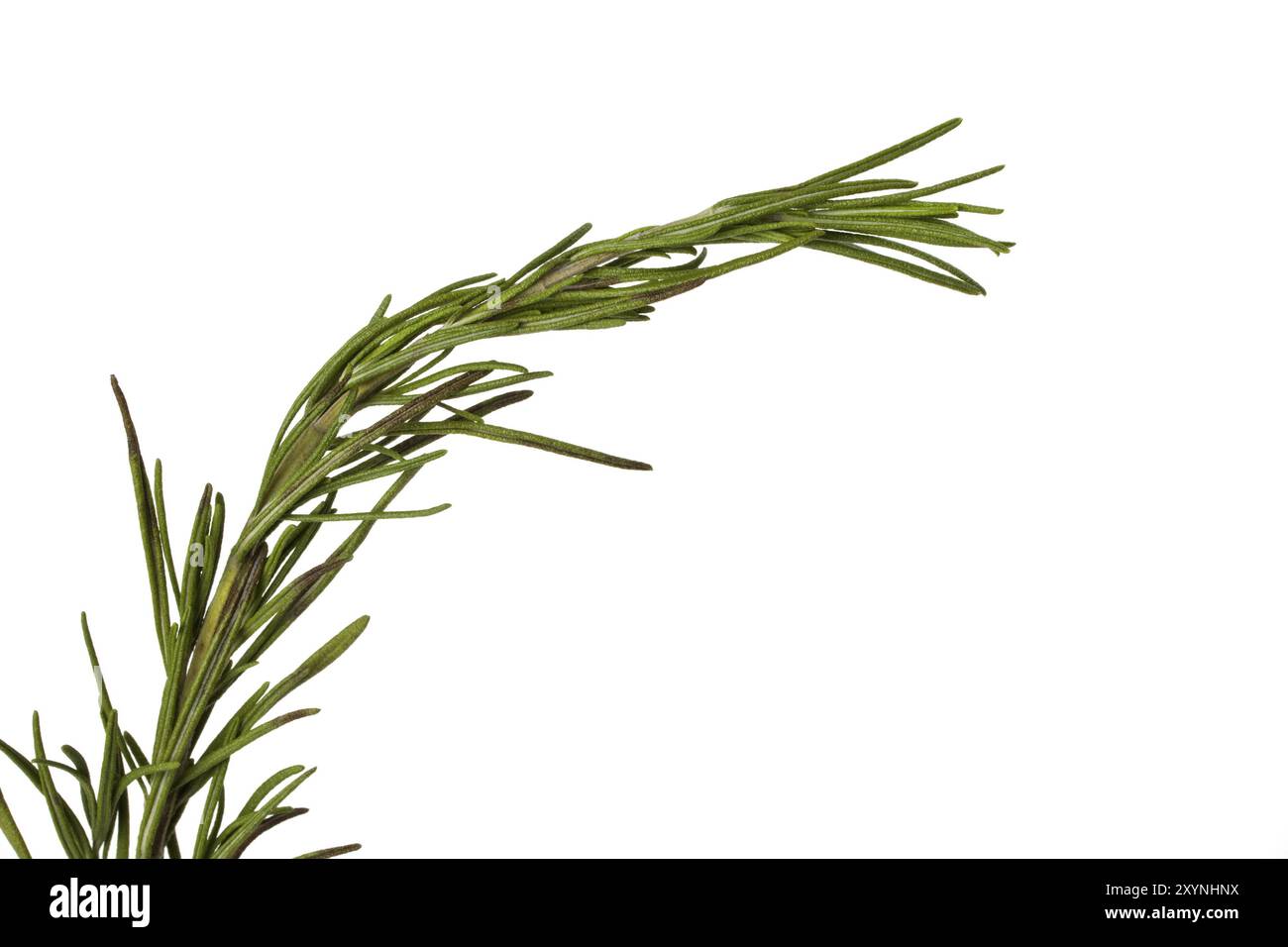 Close up image rosemary Cut Out Stock Images & Pictures - Alamy