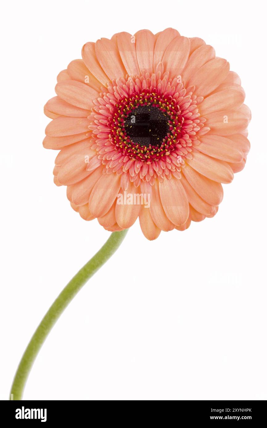 Orange blooming plant against Cut Out Stock Images & Pictures - Alamy
