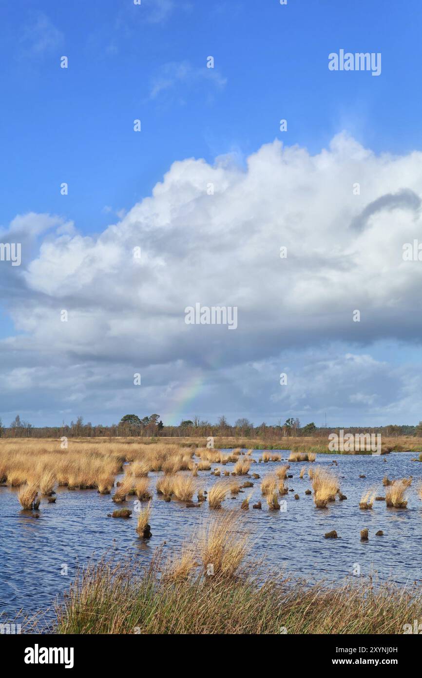 Rainbow and blue sky over swamp, Dwingelderveld, Drenthe, Netherlands ...