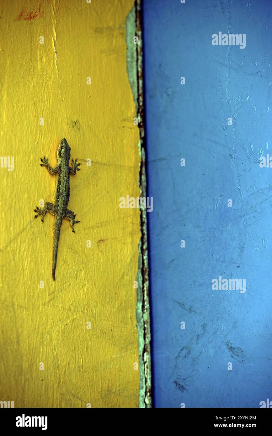 Two tone animals hi-res stock photography and images - Alamy