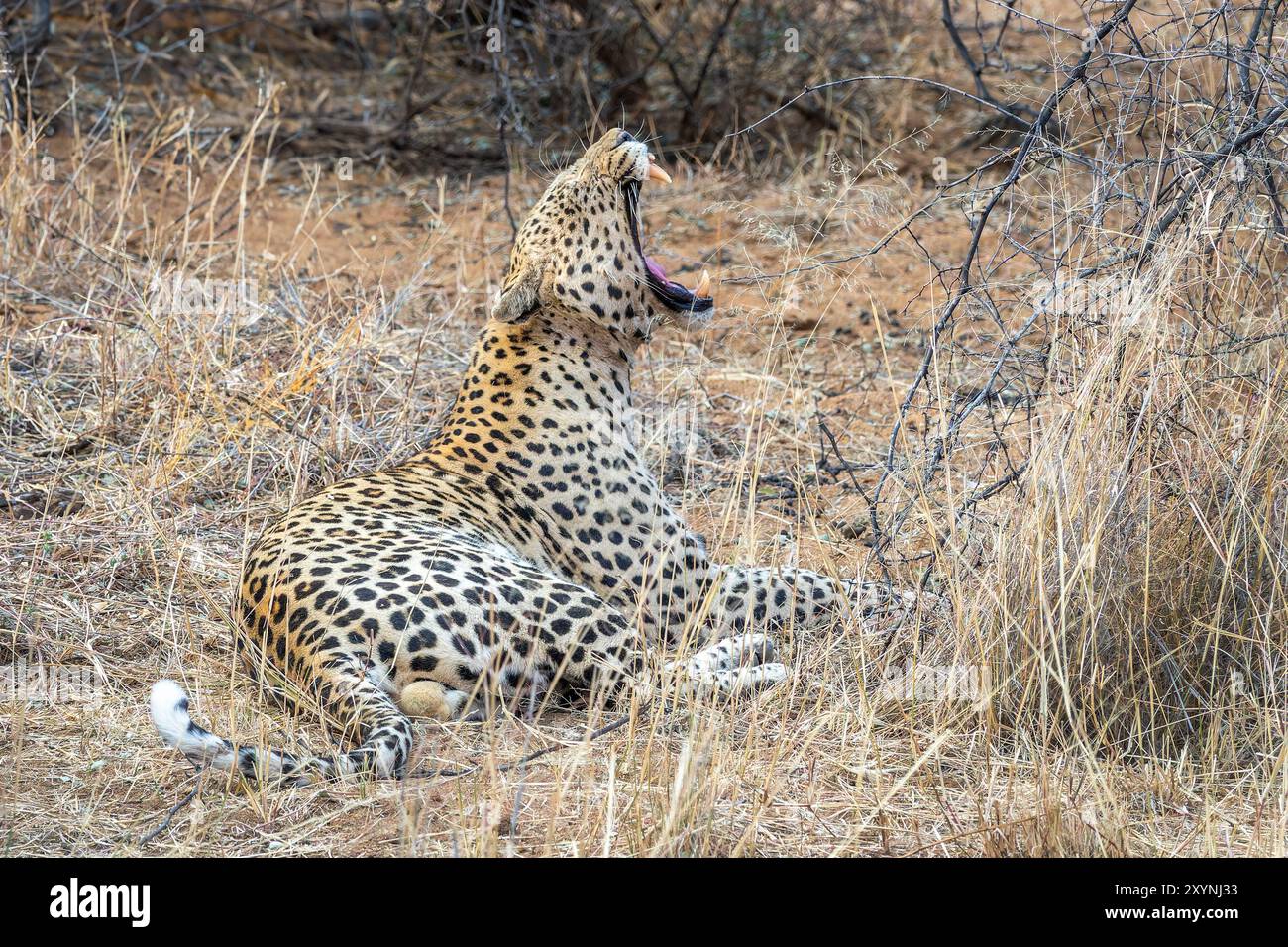Leopard close up view hi-res stock photography and images - Alamy