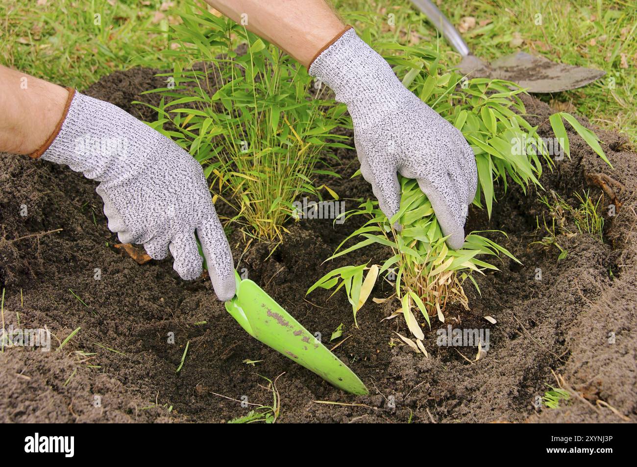 Bamboo planting, bamboo planting 03 Stock Photo - Alamy
