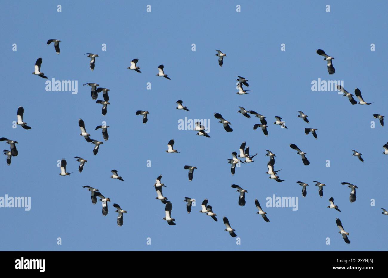 Wading birds flying in flocks hi-res stock photography and images - Alamy