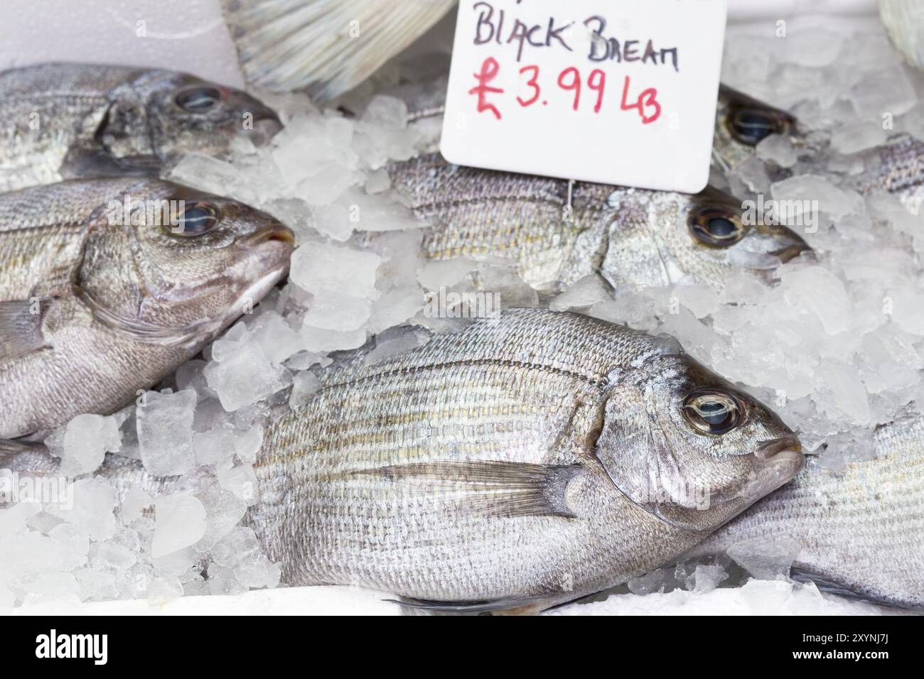 Black bream hi-res stock photography and images - Alamy