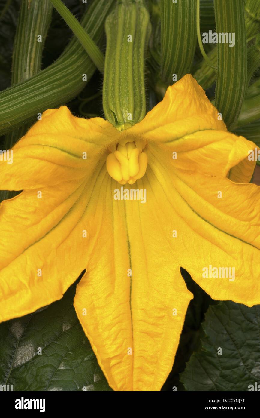 Baby courgettes gardens hi-res stock photography and images - Alamy
