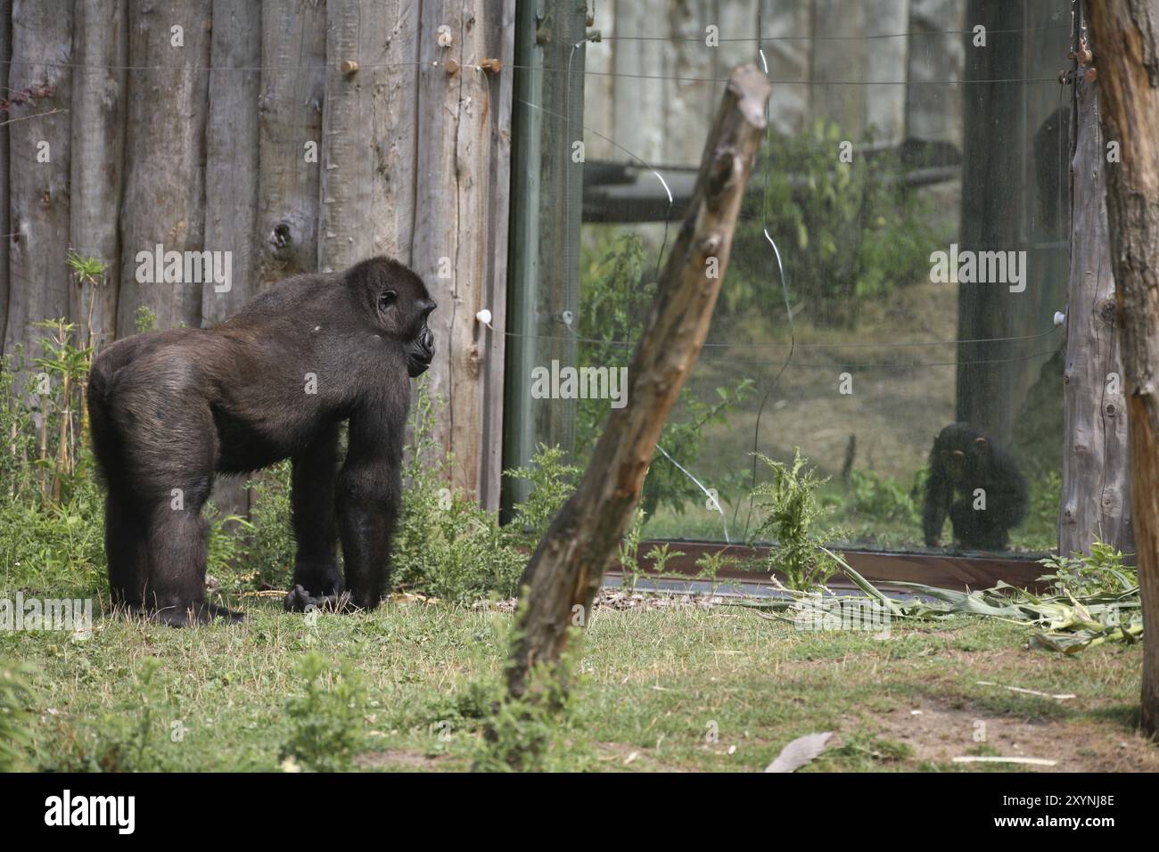 Gorilla and baby chimpanzee in a zoo enclosure Stock Photo - Alamy