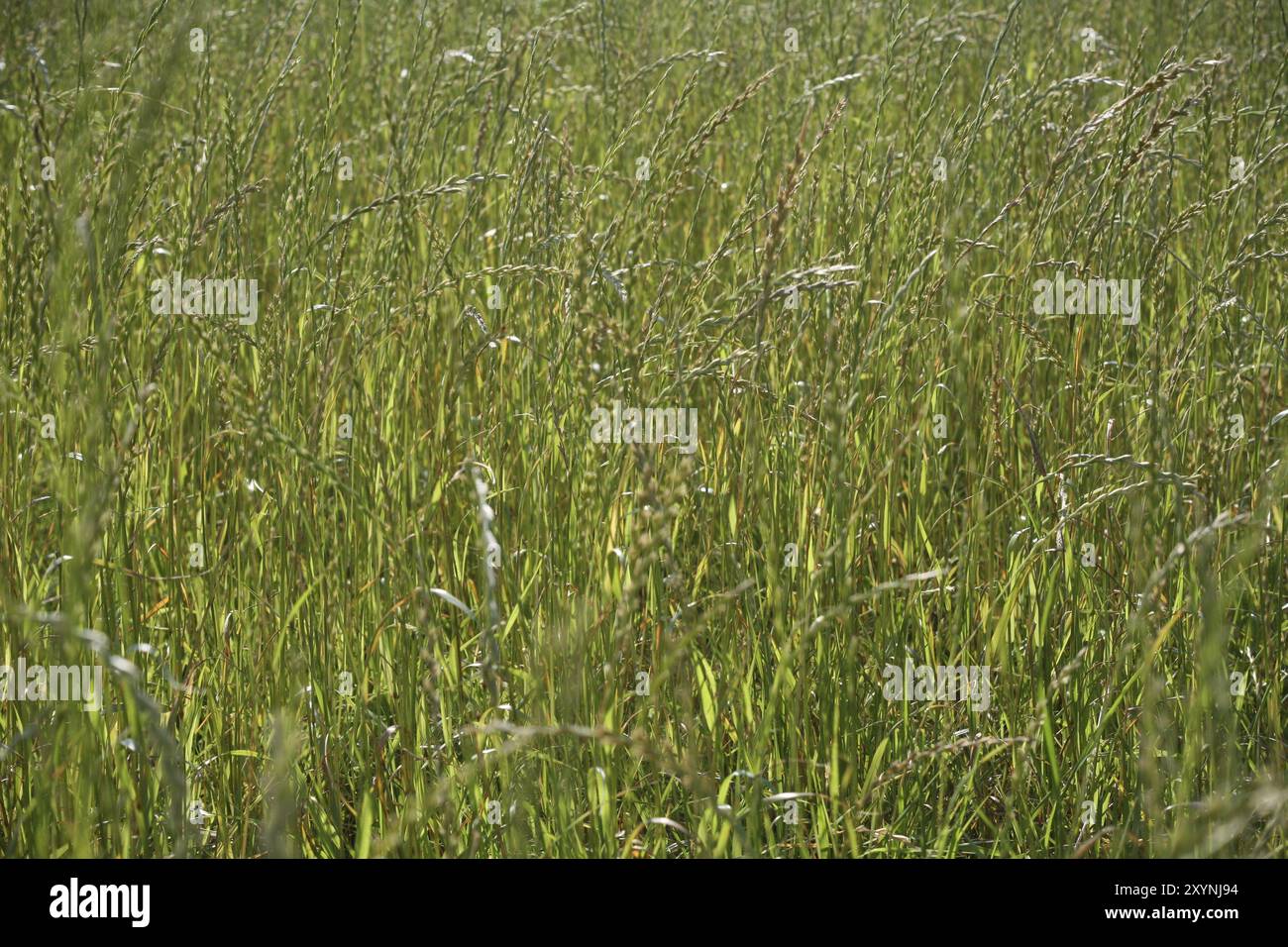 Ryegrasses hi-res stock photography and images - Alamy