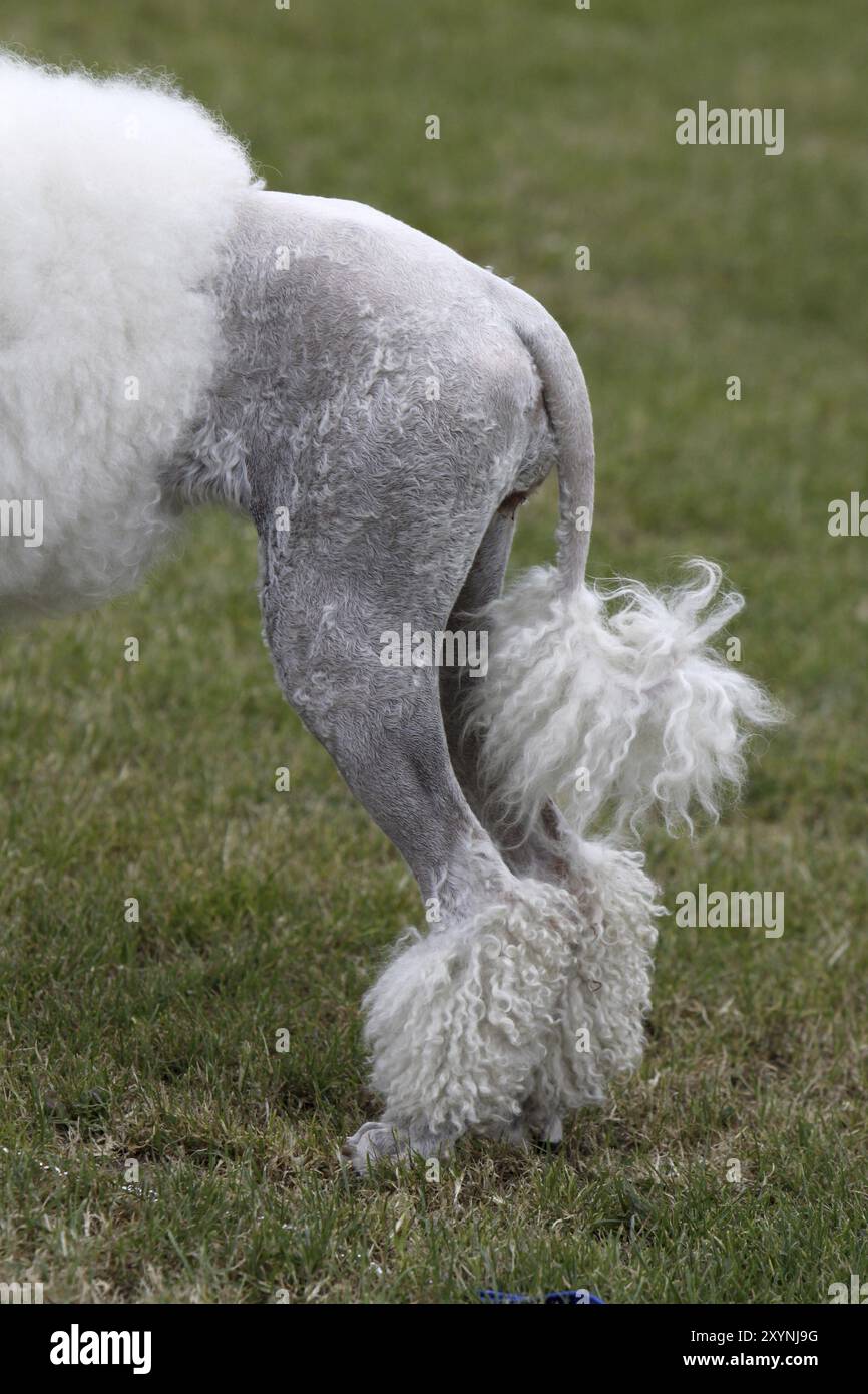 Styled poodle rear end Stock Photo - Alamy