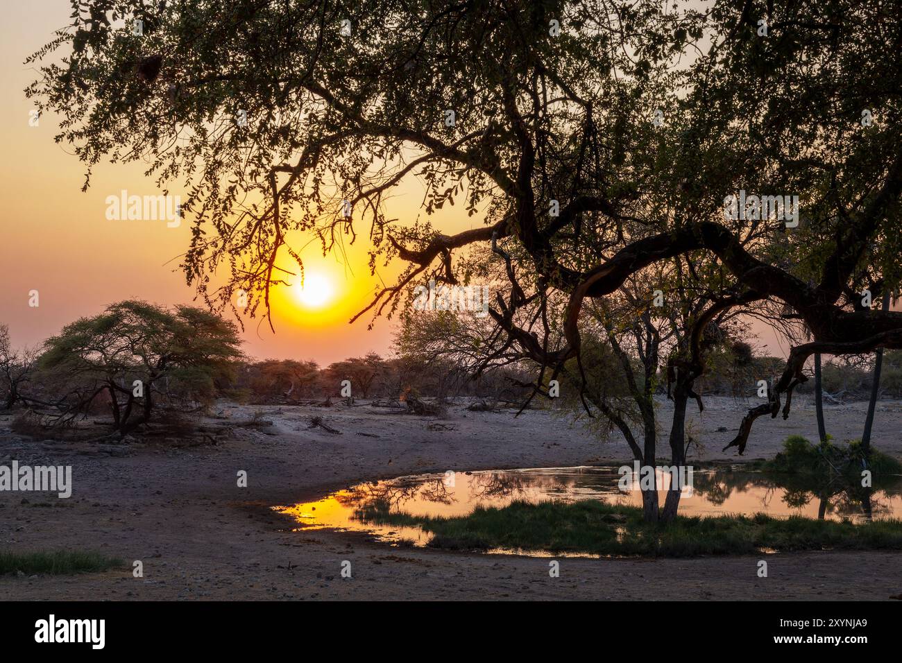 Sunset at a waterhole, Namibia landscape, Africa Stock Photo - Alamy