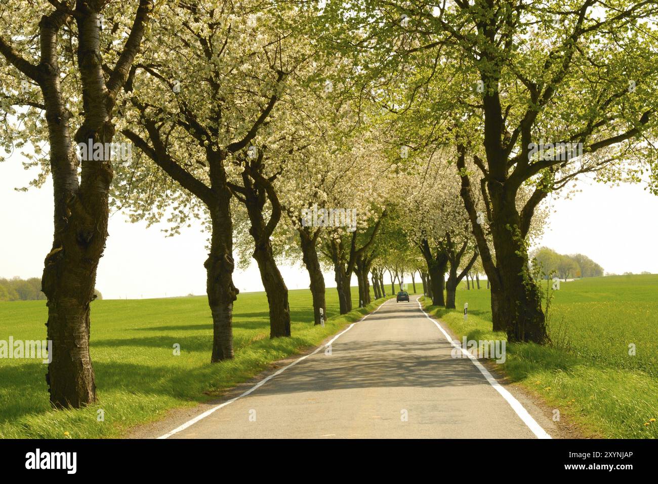 Avenue of cherry trees in spring Avenue of cherry trees in spring Stock ...