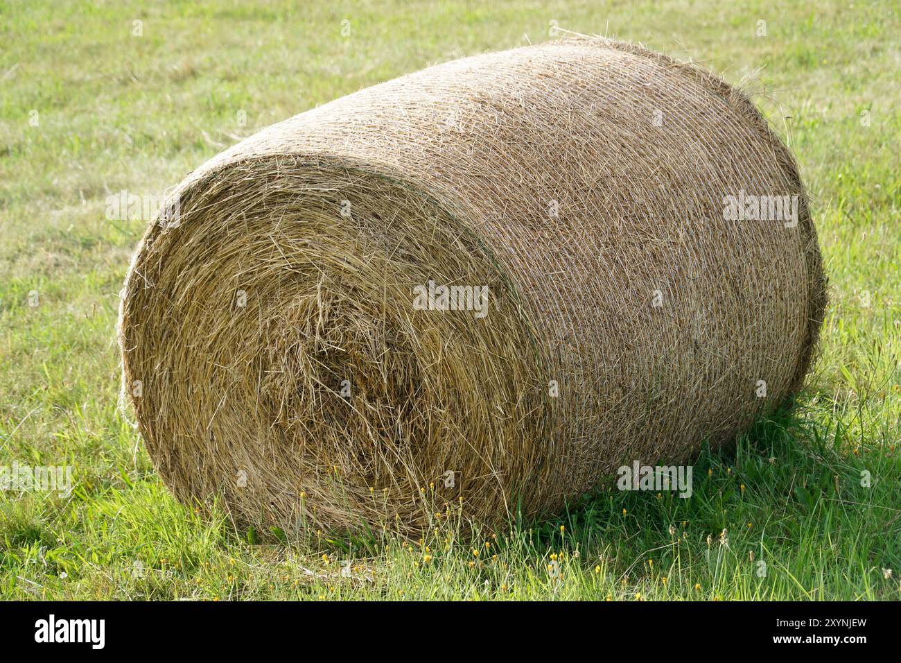 Round bale of hay on meadow Stock Photo - Alamy